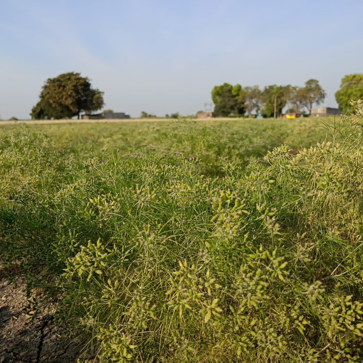 The Spice of Life: A Look at the Fresh Cumin Seed Crop - Pentastar ...